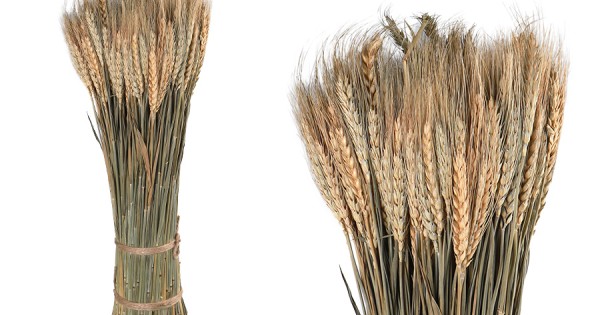 Kashtë dekorative e thatë, gjatë 50 cm, në buqetë prej 450 g.